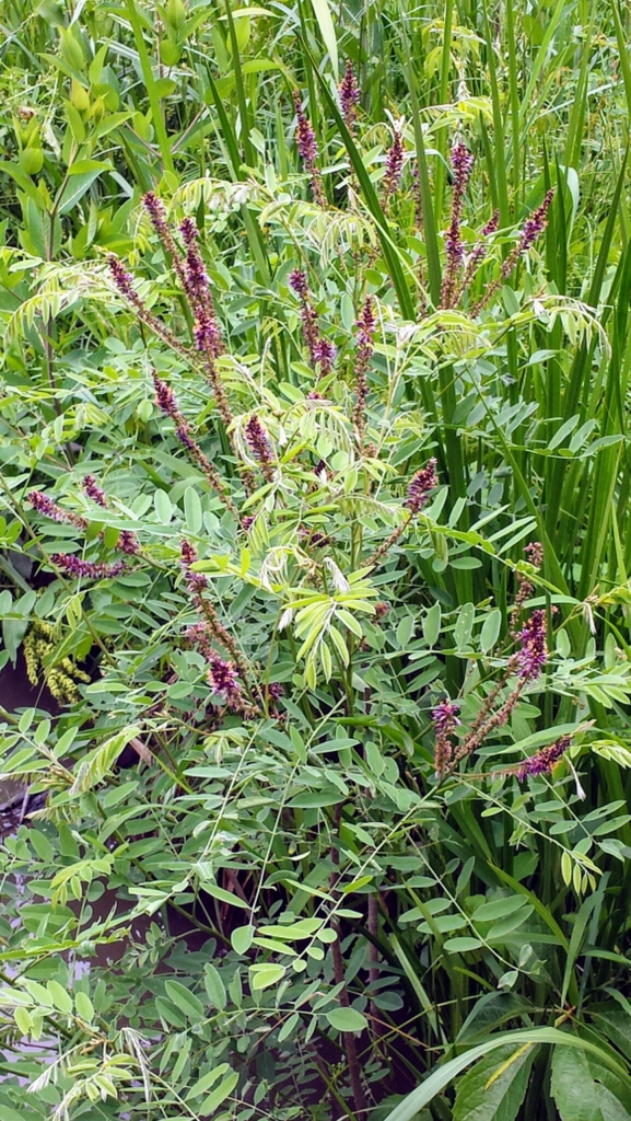 false indigo (Invasive Plants of Maryland) · iNaturalist