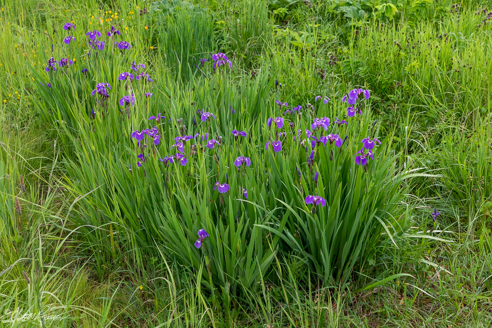 Beach-head Iris from Juneau, Alaska, United States on June 19, 2020 at ...