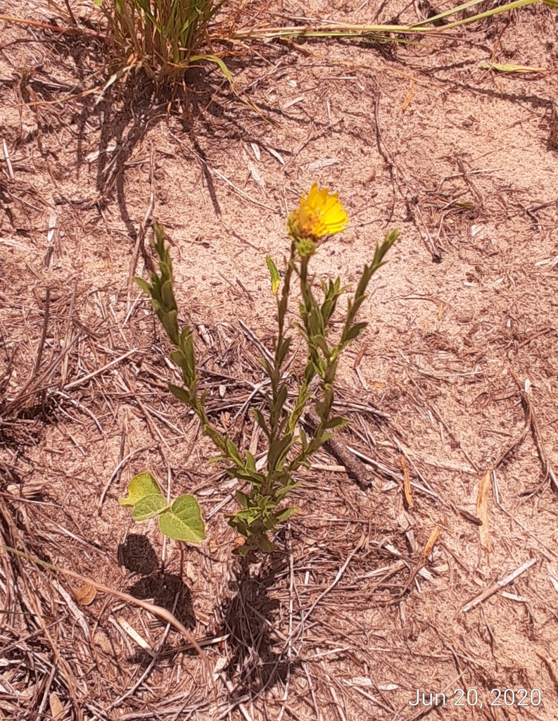 Sleepy Daisy in June 2020 by Clifton Albrecht · iNaturalist