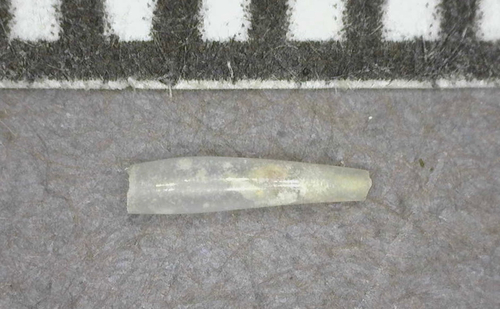 Californian Cadulus (Cadulus californicus)