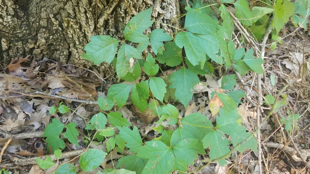 eastern poison ivy from Fairview, TX 75069, USA on June 20, 2020 at 02: ...