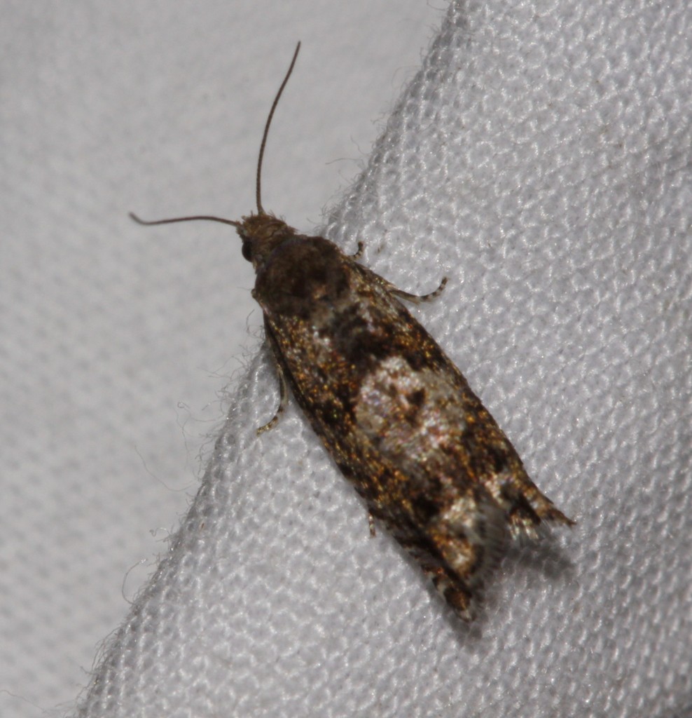 Birch Shootworm Moth from Percé, QC, Canada on June 18, 2020 at 09:54 ...