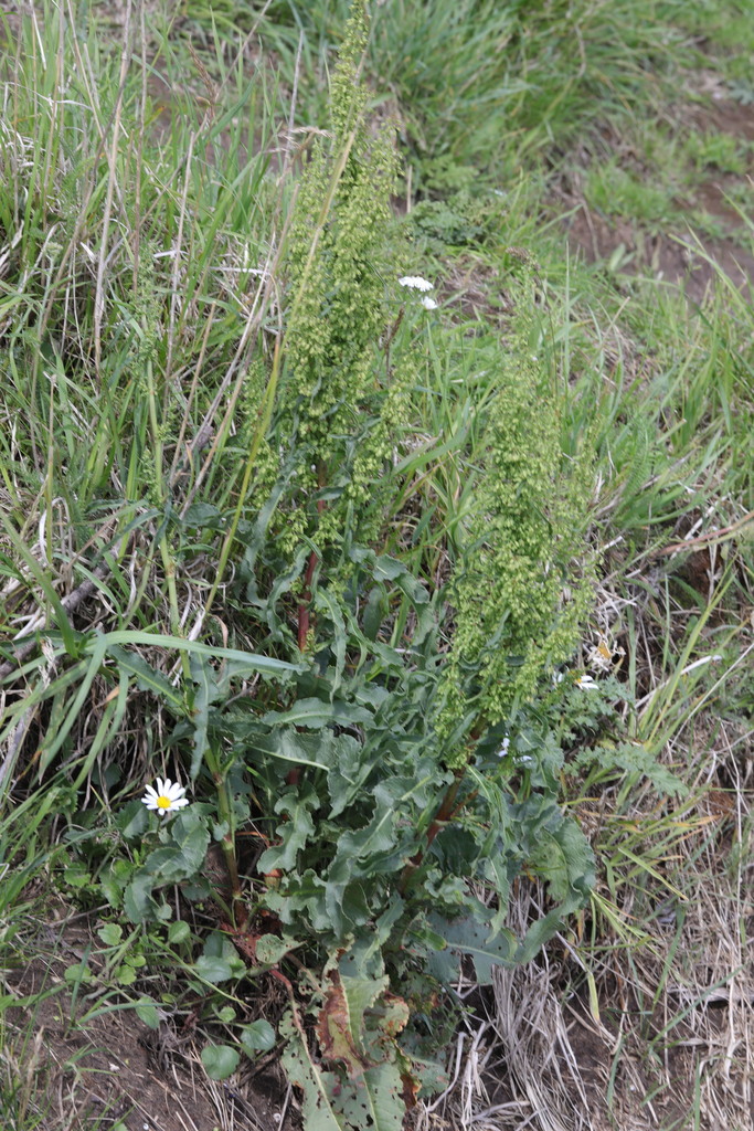 curled dock from Pickerings Pasture, Mersey View Road, Halbank, Widnes ...