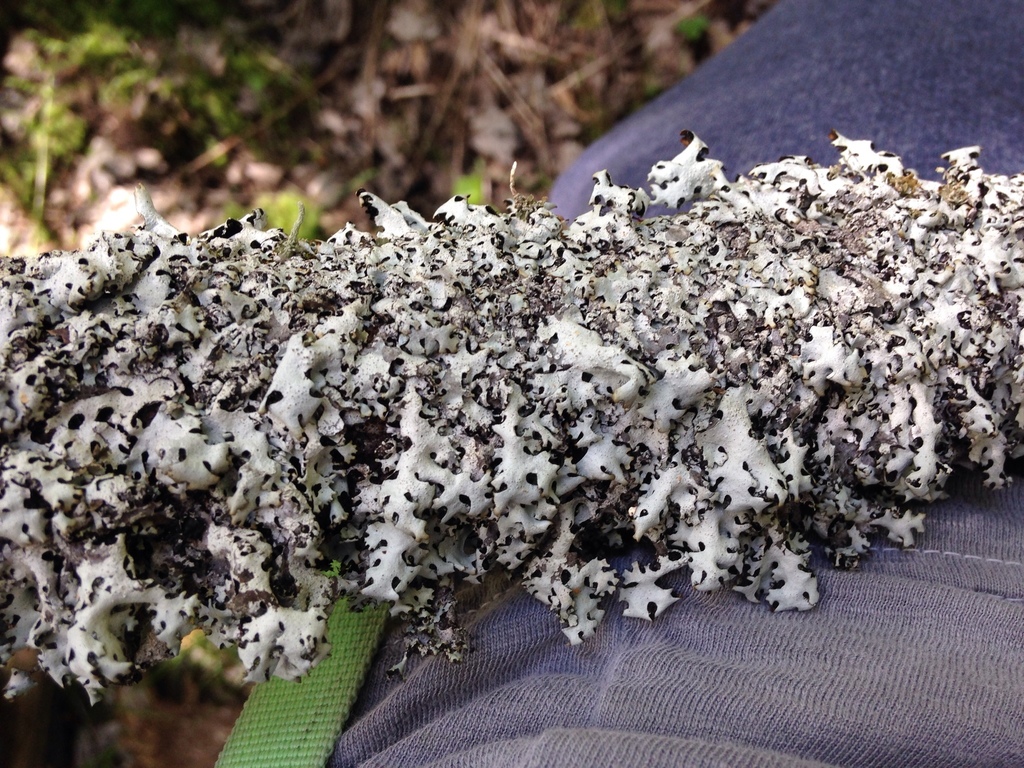 Loop lichens (Macrolichens Genera of the Pacific Northwest ) · iNaturalist