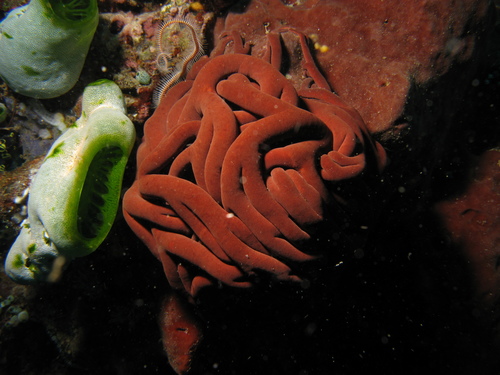 Genus Astroboa · iNaturalist