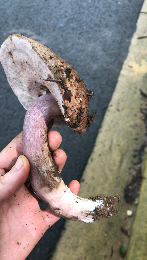 Violet Gray Bolete from Rock Creek Park, Washington, DC, US on June 20 ...