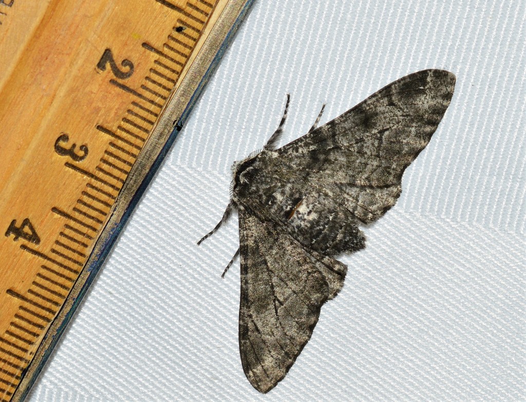 Peppered Moth from Val-d'Or, QC, Canada on June 20, 2020 at 05:19 AM by ...