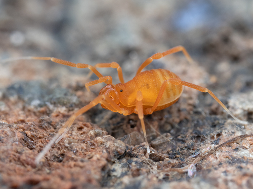 Género Texella · Naturalista Costa Rica