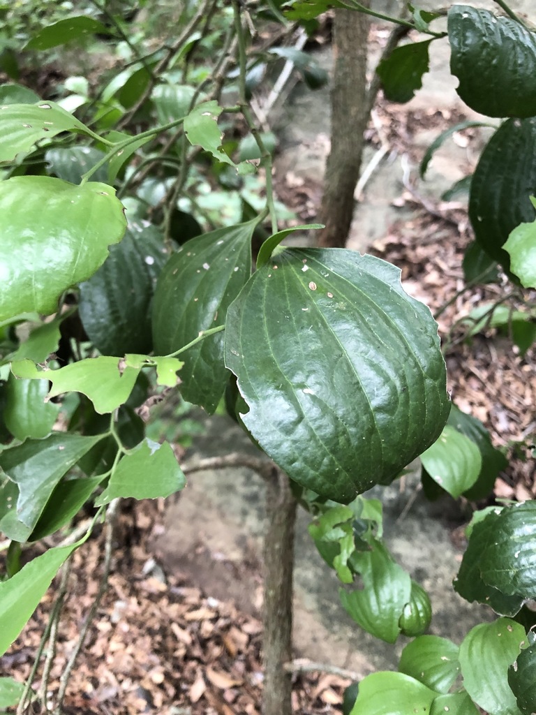 Broad Leaved Native Cherry from Beaudesert - Pt C, Queensland ...