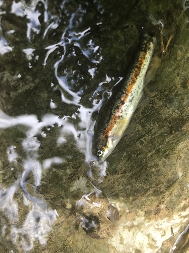 Western Blacknose Dace from Miracle Ln, Loveland, OH, US on June 16 ...