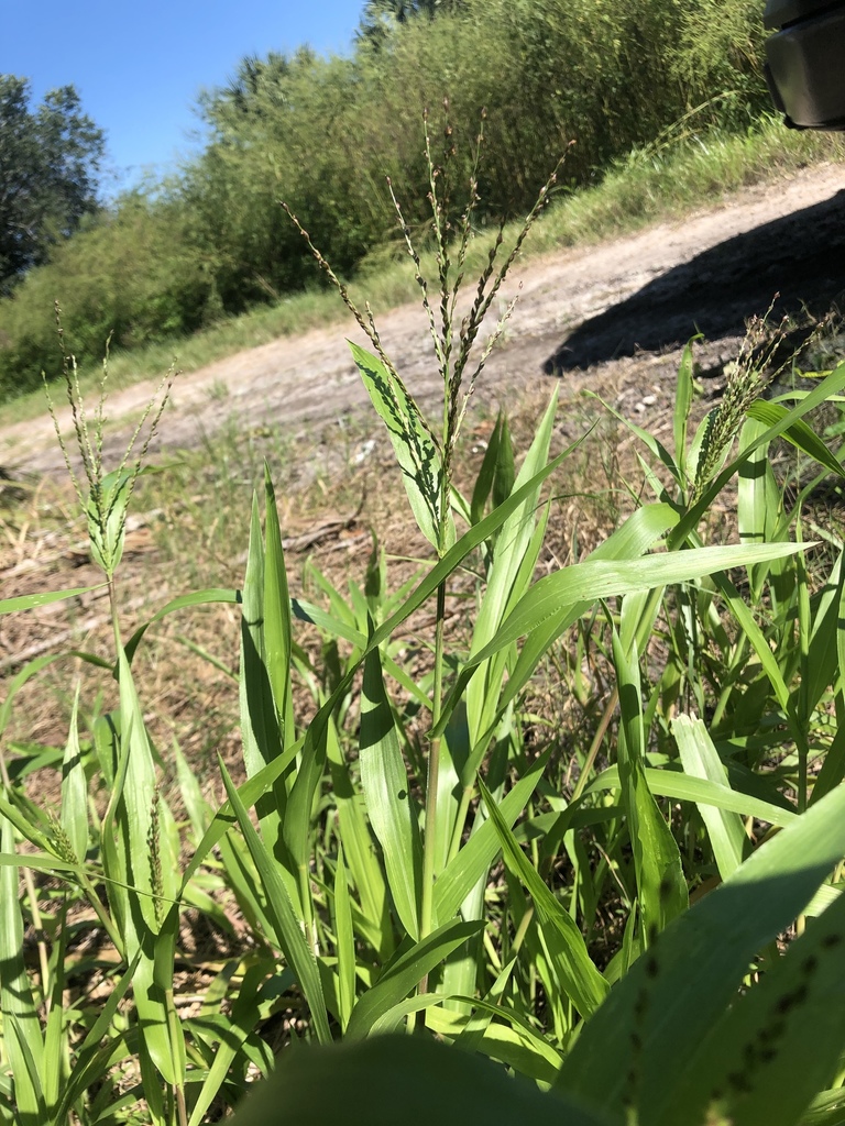 thick ditch crowngrass from Palmetto, FL, US on June 20, 2020 at 04:42 ...
