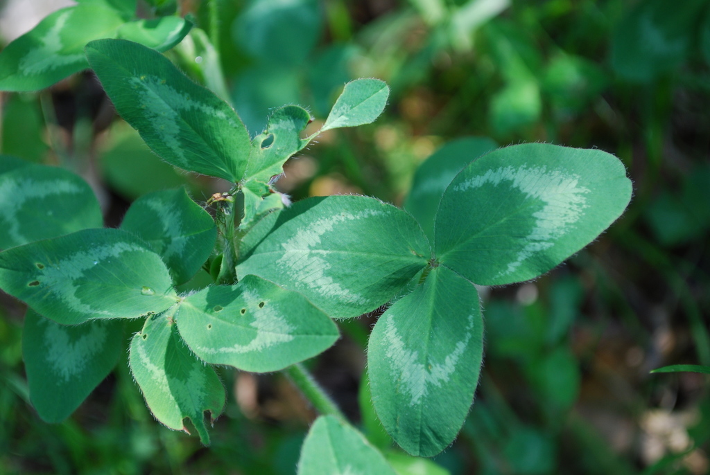 Red Clover from natural bridge wisconsin on May 30, 2009 at 10:42 AM by ...