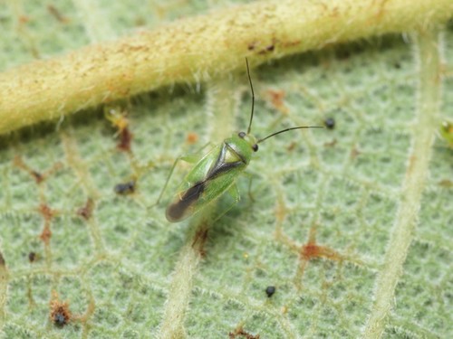 Orthotylus tantali · iNaturalist