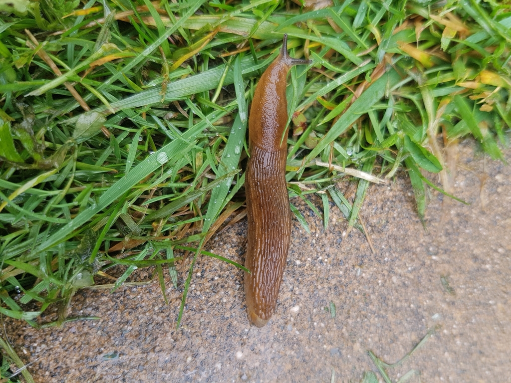 Western Dusky Slug from Surrey, BC V4N 0J5, Canada on June 20, 2020 at ...