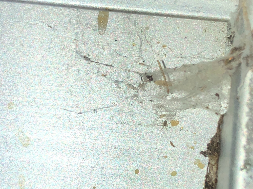 Wall Spiders in June 2020 by John F. Green · iNaturalist