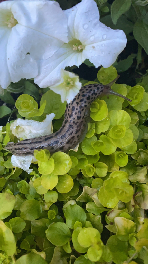 Leopard Slug from Fulton on June 21, 2020 at 12:38 AM by ...