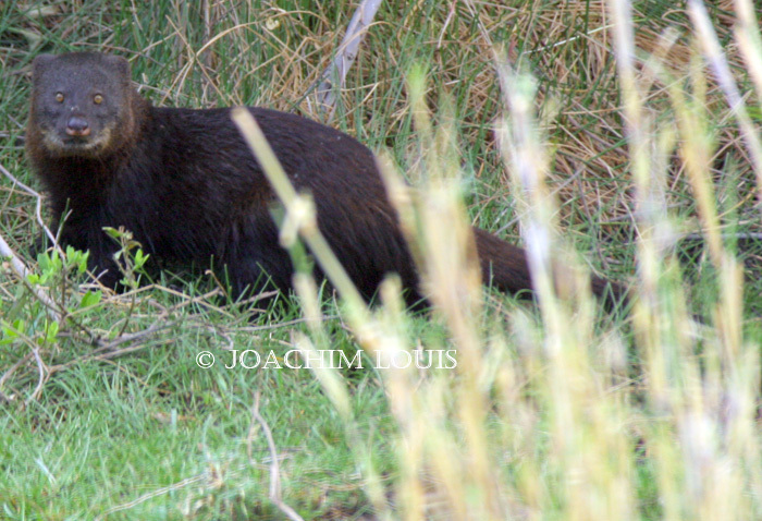 Marsh Mongoose (Atilax paludinosus) - Know Your Mammals
