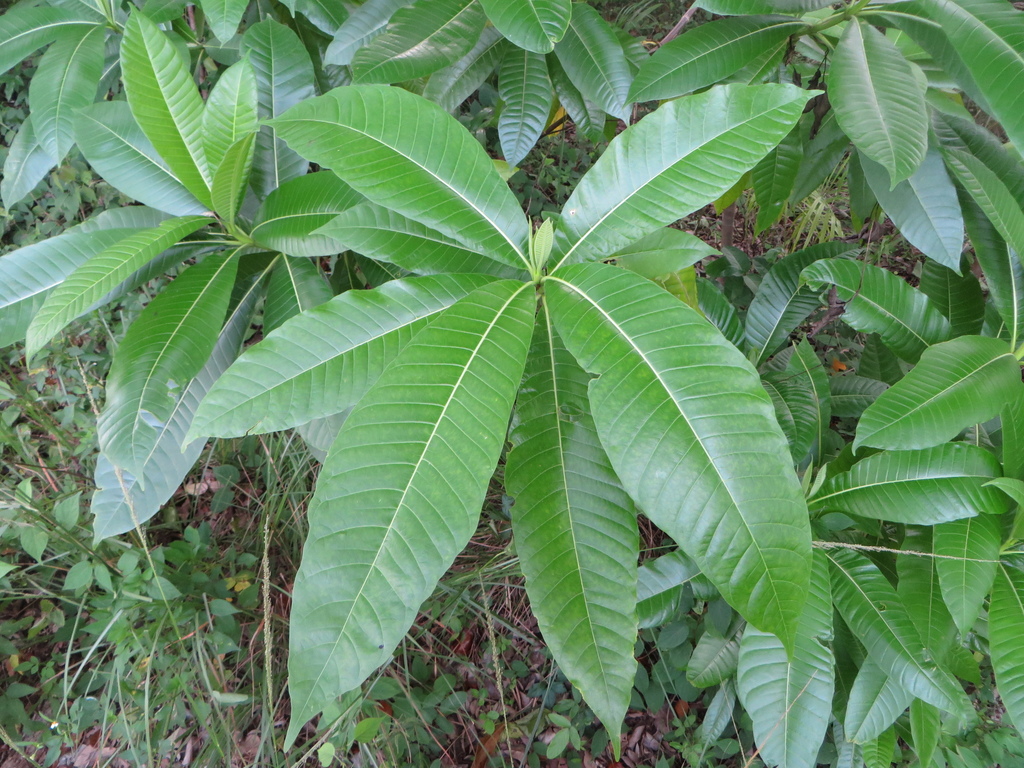 (Alstonia) - Botanical Realm