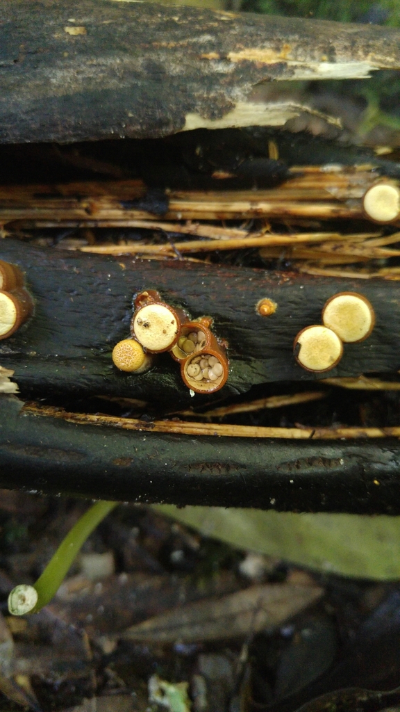 Crucibulum from Otanewainuku on June 07, 2020 at 01:27 PM by Mary-Anne ...