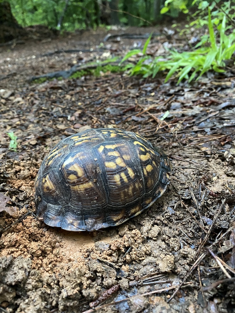 Eastern Box Turtle in June 2020 by Emily · iNaturalist