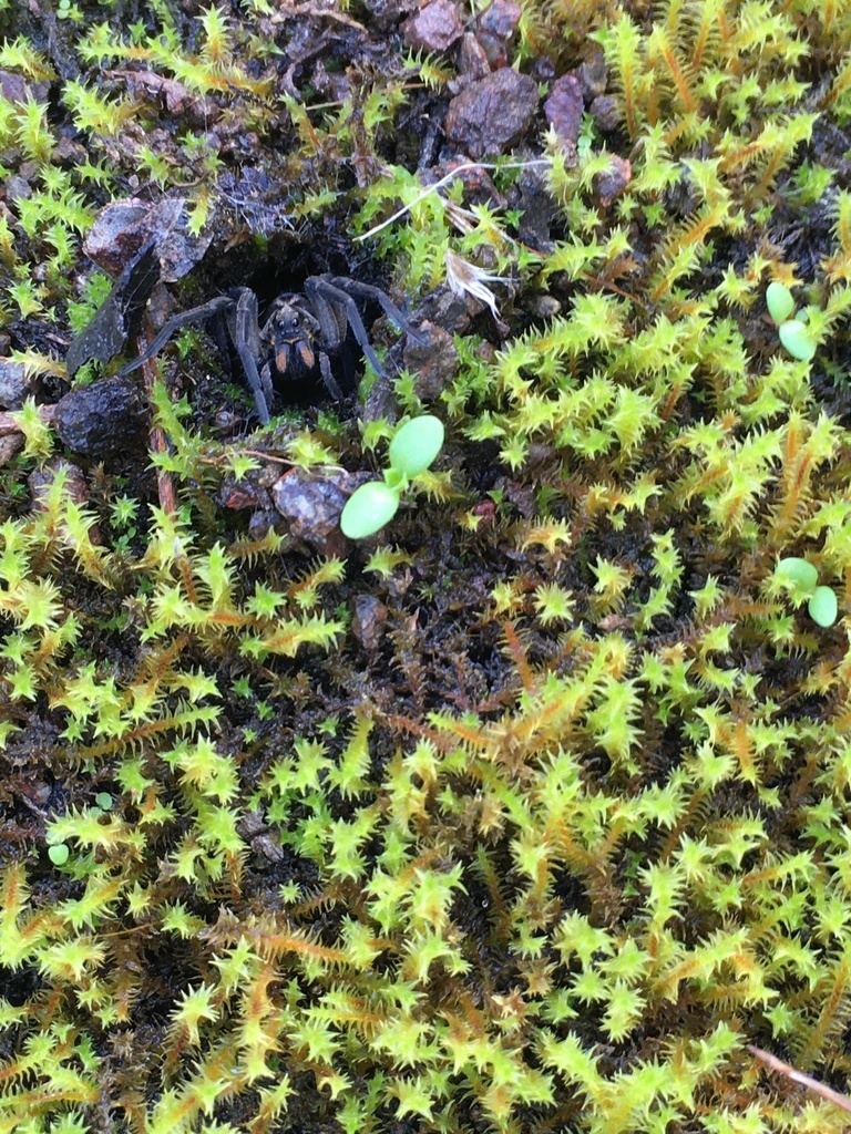 Union-Jack Wolf Spiders from Wallaroo State Forest, Balickera, NSW, AU ...