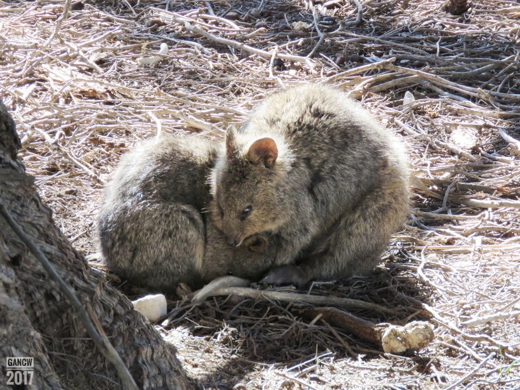Quokka in May 2017 by CheongWeei Gan · iNaturalist