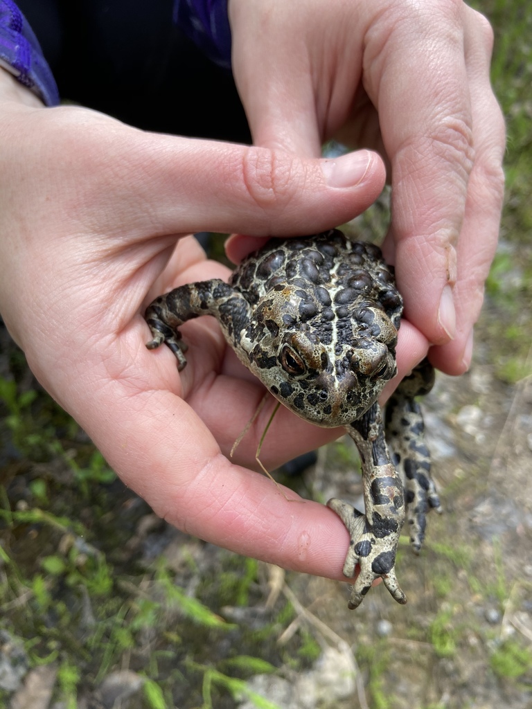 Western Toad from Peace River D, BC, CA on June 20, 2020 at 01:55 PM by ...