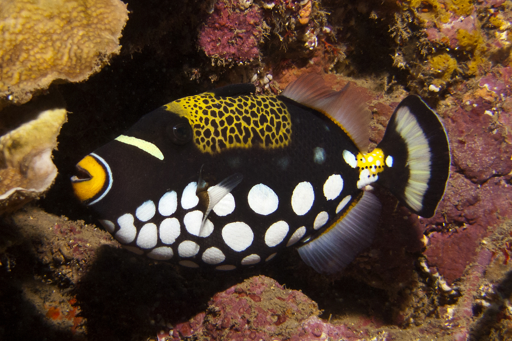 Clown Triggerfish (Field guide to fishes of the Coral Sea Marine Park, Australia) · iNaturalist