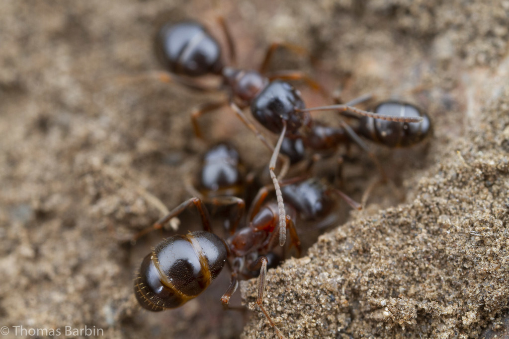 Formica subpolita from Junction Sheep Range, Cariboo, British Columbia ...