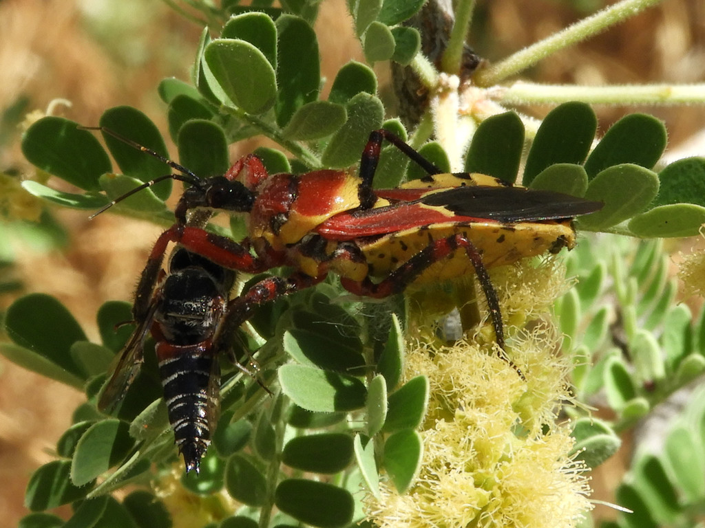 Yellow-bellied Bee Assassin from Yavapai County, AZ, USA on June 15 ...