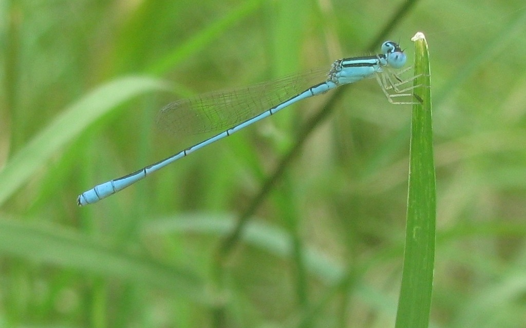 Azure Dartlet (insects of mumbai) · iNaturalist