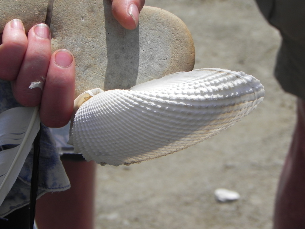 Angel Wing (Seashells of Hilton Head Island) · iNaturalist