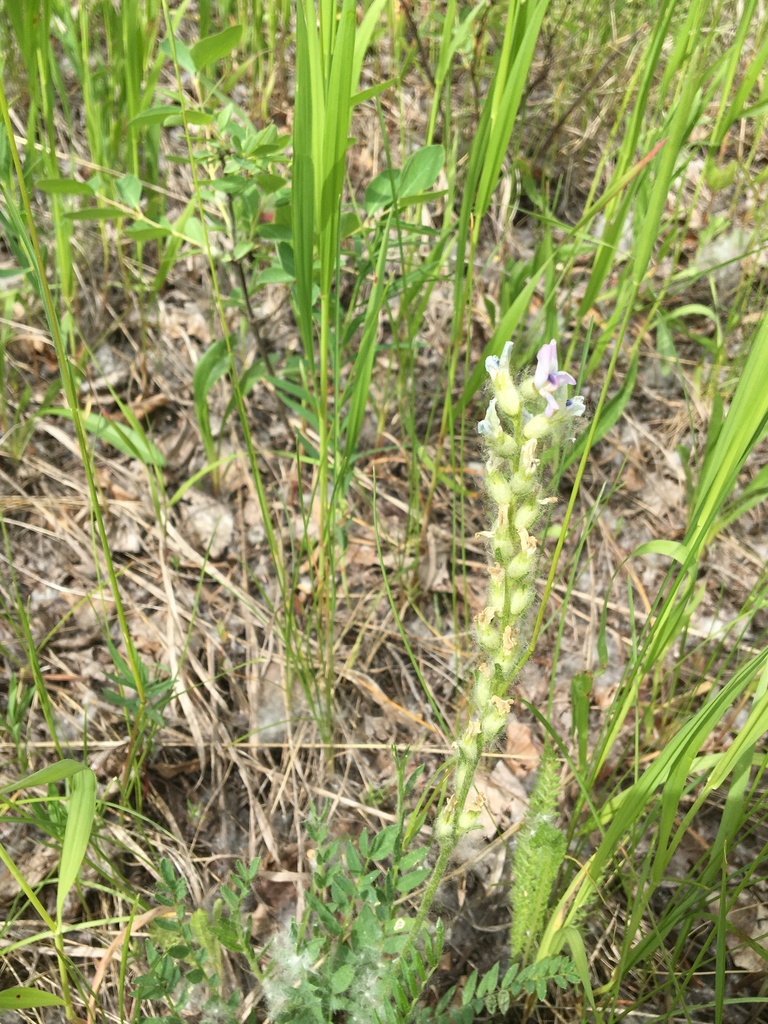 Locoweed from Fish Creek Provincial Park, Calgary, AB, CA on June 20 ...