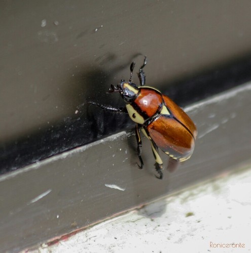 Rutela versicolor · iNaturalist