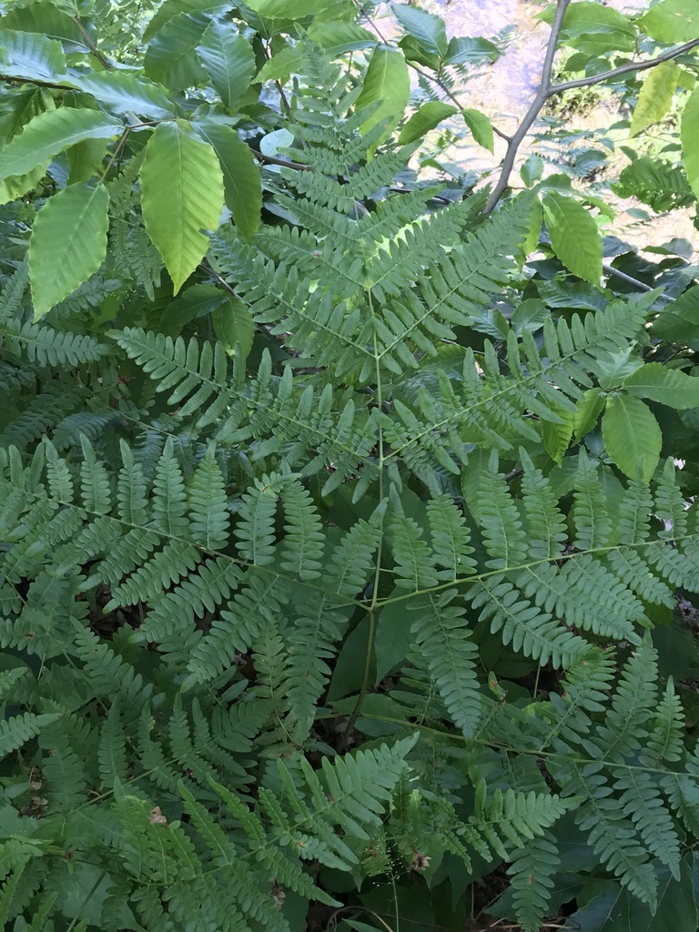 eagle fern from Prickett's Fort State Park, Fairmont, WV, US on June 20 ...