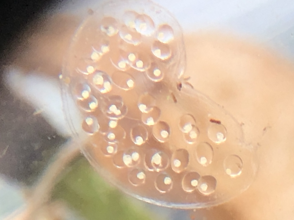 Acute Bladder Snail from Patiki Place, Titahi Bay, Wellington, NZ on ...
