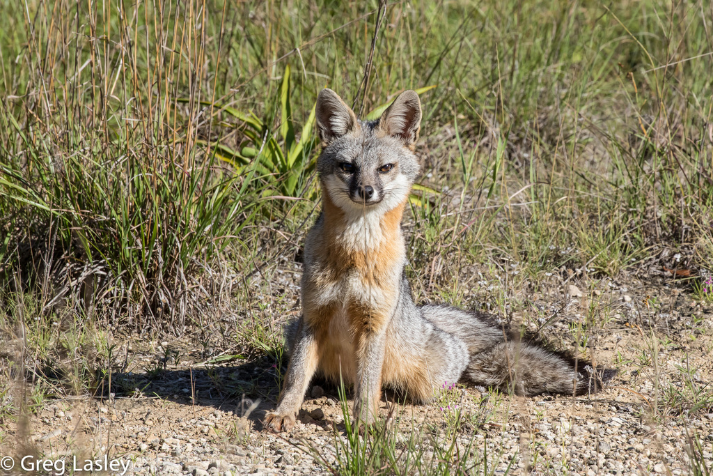 Gray Fox from Hays, Texas, United States on May 24, 2017 at 09:42 AM by ...