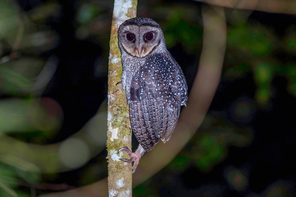 Sooty Owl (Tyto tenebricosa) - Avian Discovery