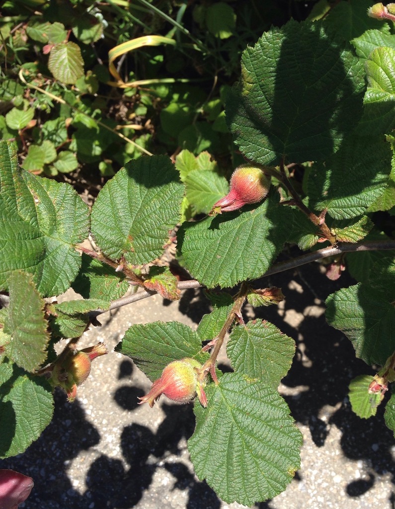 California hazelnut from San Mateo County, CA, USA on May 23, 2017 at ...
