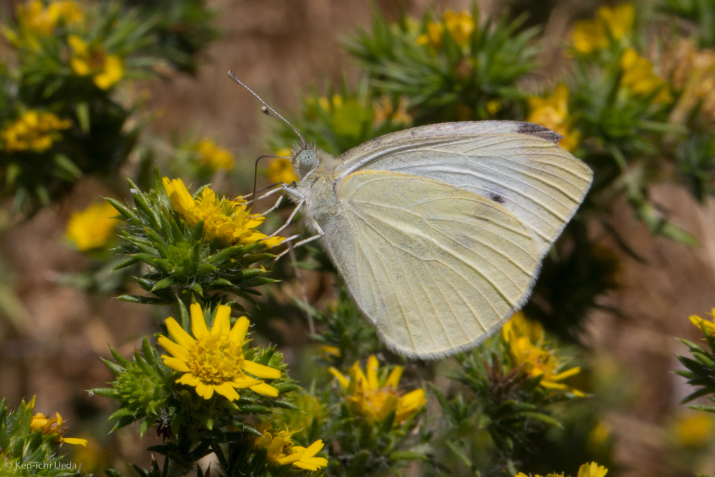 Small White from Springtown Preserve, Livermore, Alameda County, CA ...