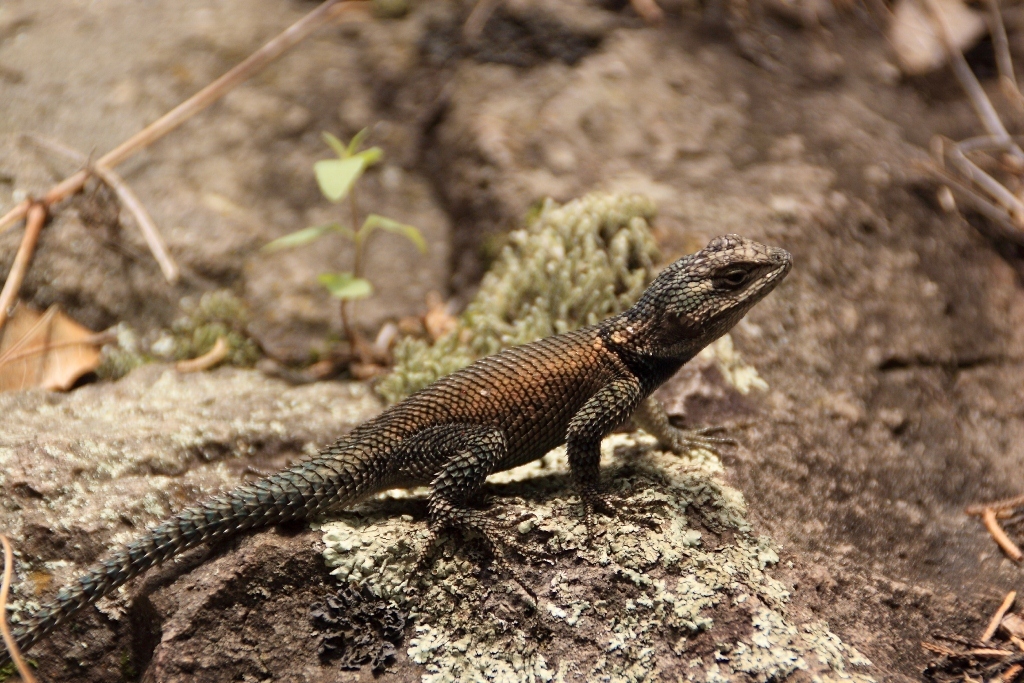 Mountain Spiny Lizard (Reptiles of Cochise County) · iNaturalist