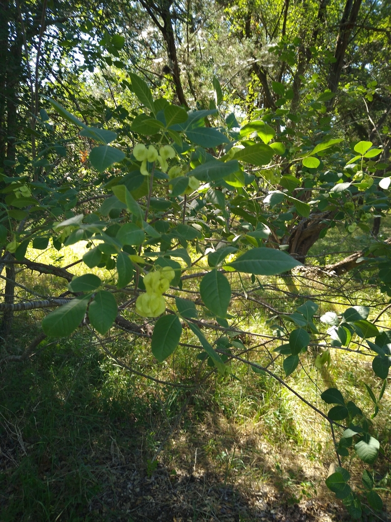 Common Hoptree from Canyon Lake, TX 78132, USA on June 14, 2020 at 10: ...