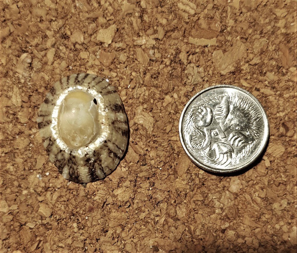 Variegated limpet from Sydney NSW, Australia on June 19, 2020 at 12:45 ...