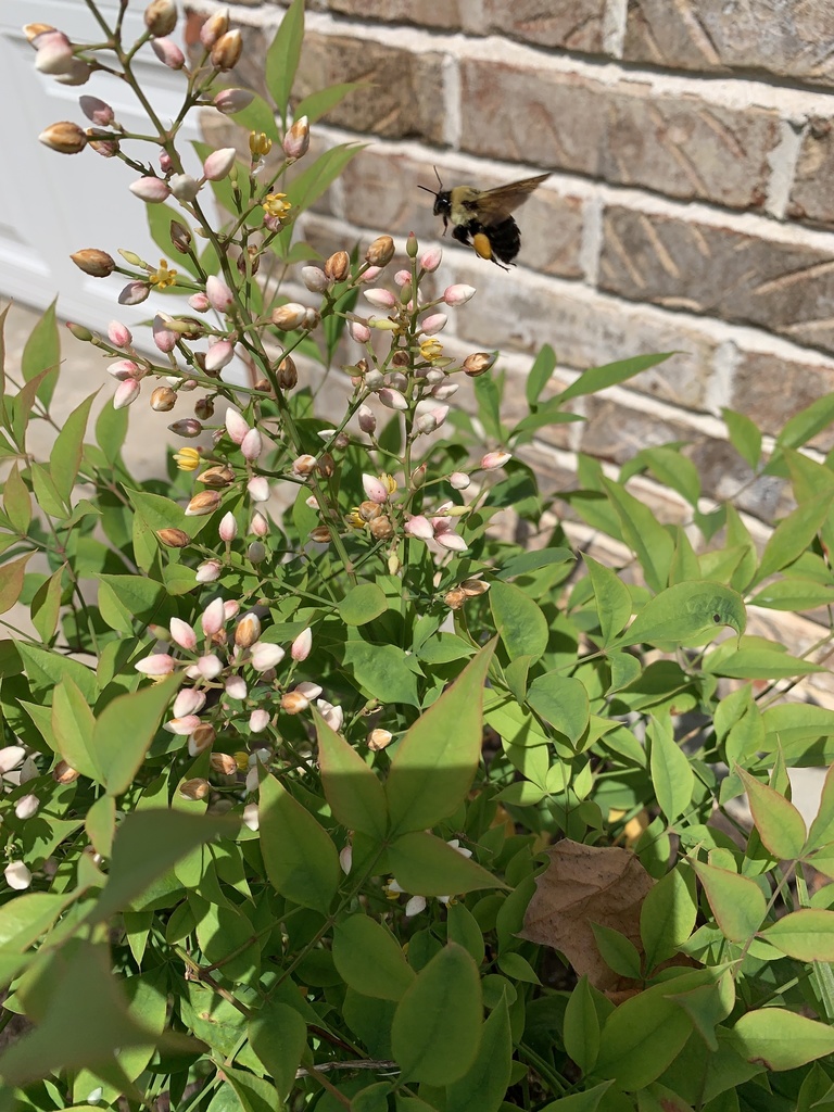 Brown-belted Bumble Bee from Butler Spur Ct, Saint Louis, MO, US on ...