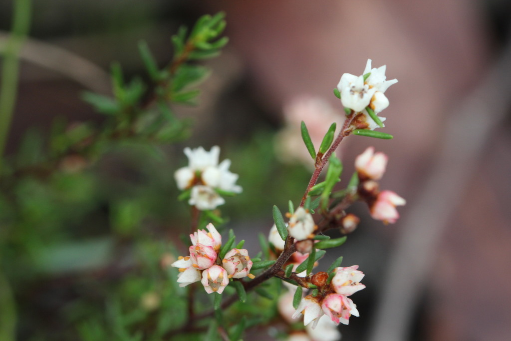 prickly cryptandra from Steiglitz VIC 3331, Australia on June 21, 2020 ...