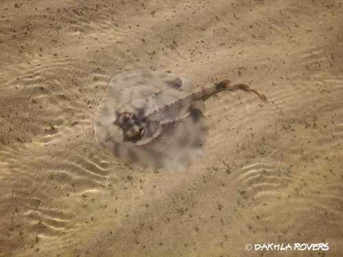 Panrays (Family Zanobatidae) · iNaturalist