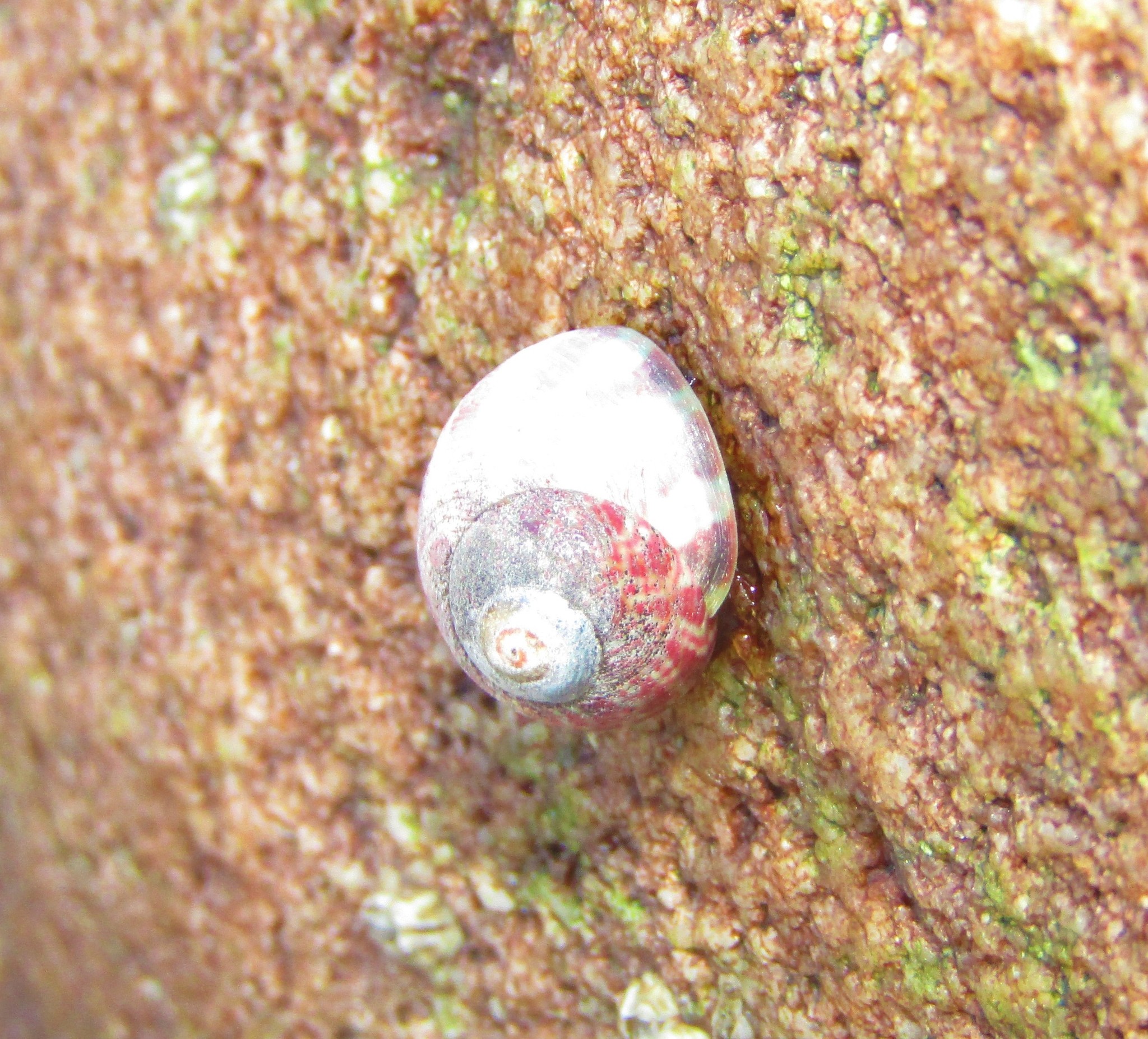 Oxystele tabularis (F.Krauss, 1848)