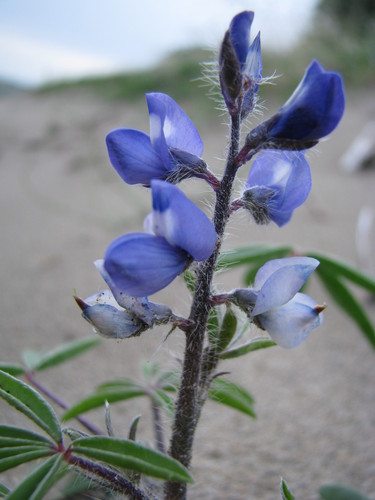 Variety Lupinus pusillus pusillus · iNaturalist