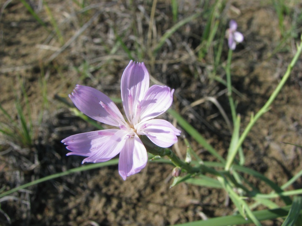 rush skeletonplant (Lygodesmia juncea) - Botanical Realm