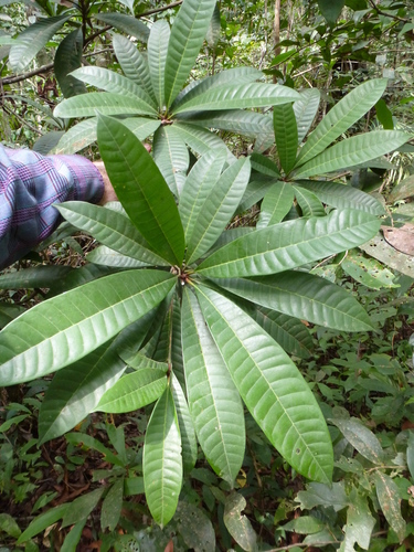 Genus Gluema · iNaturalist